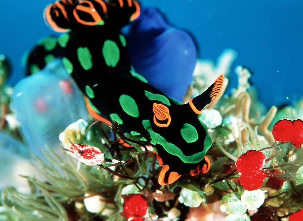 Peces en el mar II (6 fotos e imágenes acuáticas)