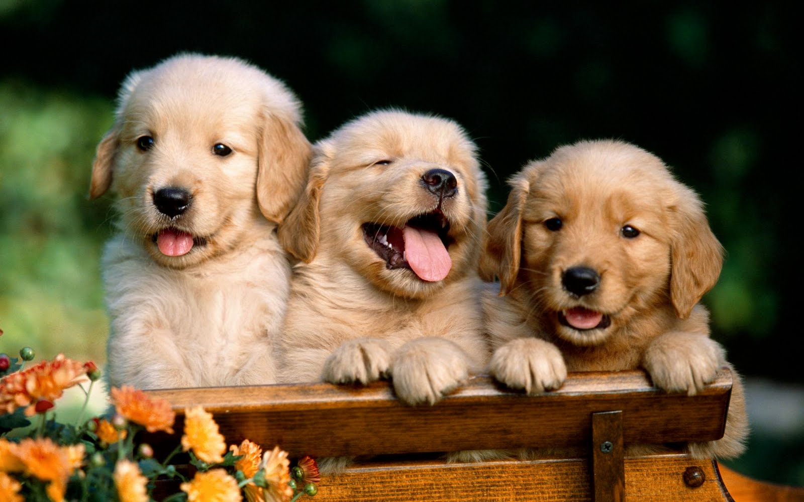 Wallpaper de perros tiernos - Imagui