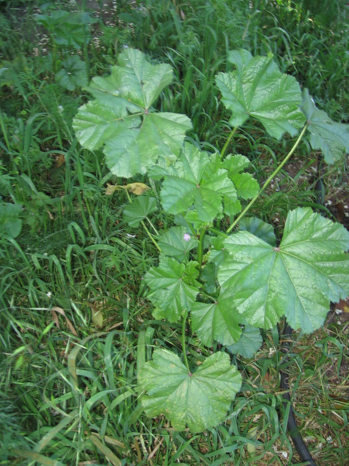 BB's Bountiful Backyard: Weed of the Week: Mallow