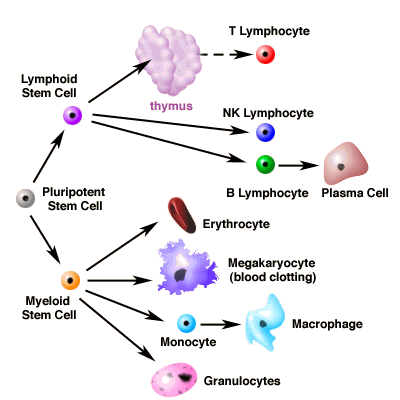 Nephron Power: Basic concepts in Immunology
