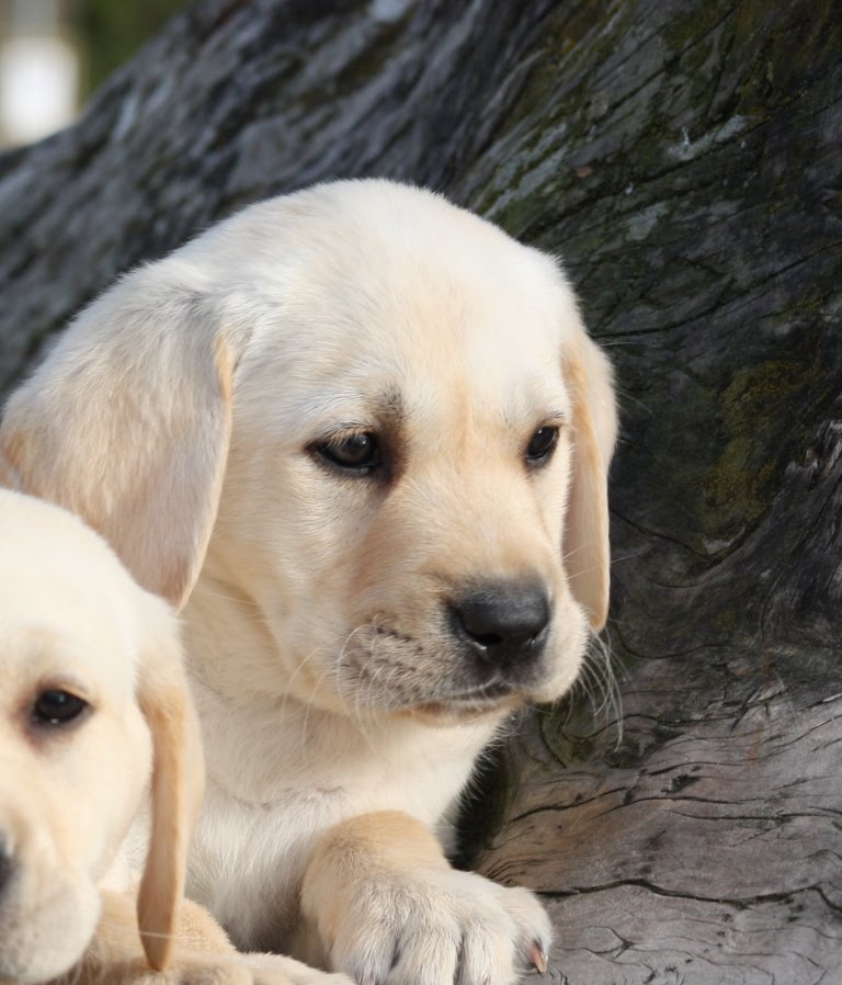 Labrador Puppies: CEDRIC - 7 weeks old