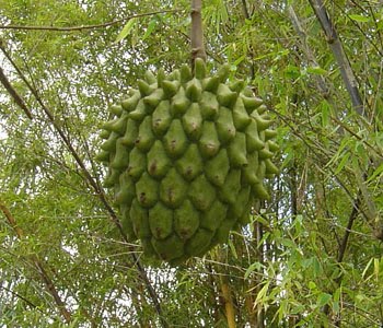 EcoPlanet: Biriba ou Araticu