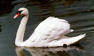 AVES ACUATICAS: LOS CISNES