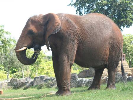ANIMALES GENERALES: Trompa del Elefante