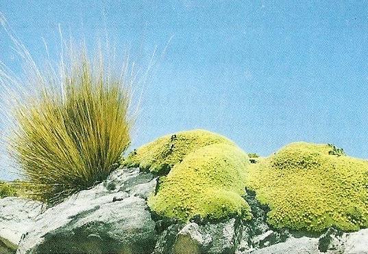 Sesiones interactivas de aprendizaje: FLORA DEL DEPARTAMENTO DE TACNA