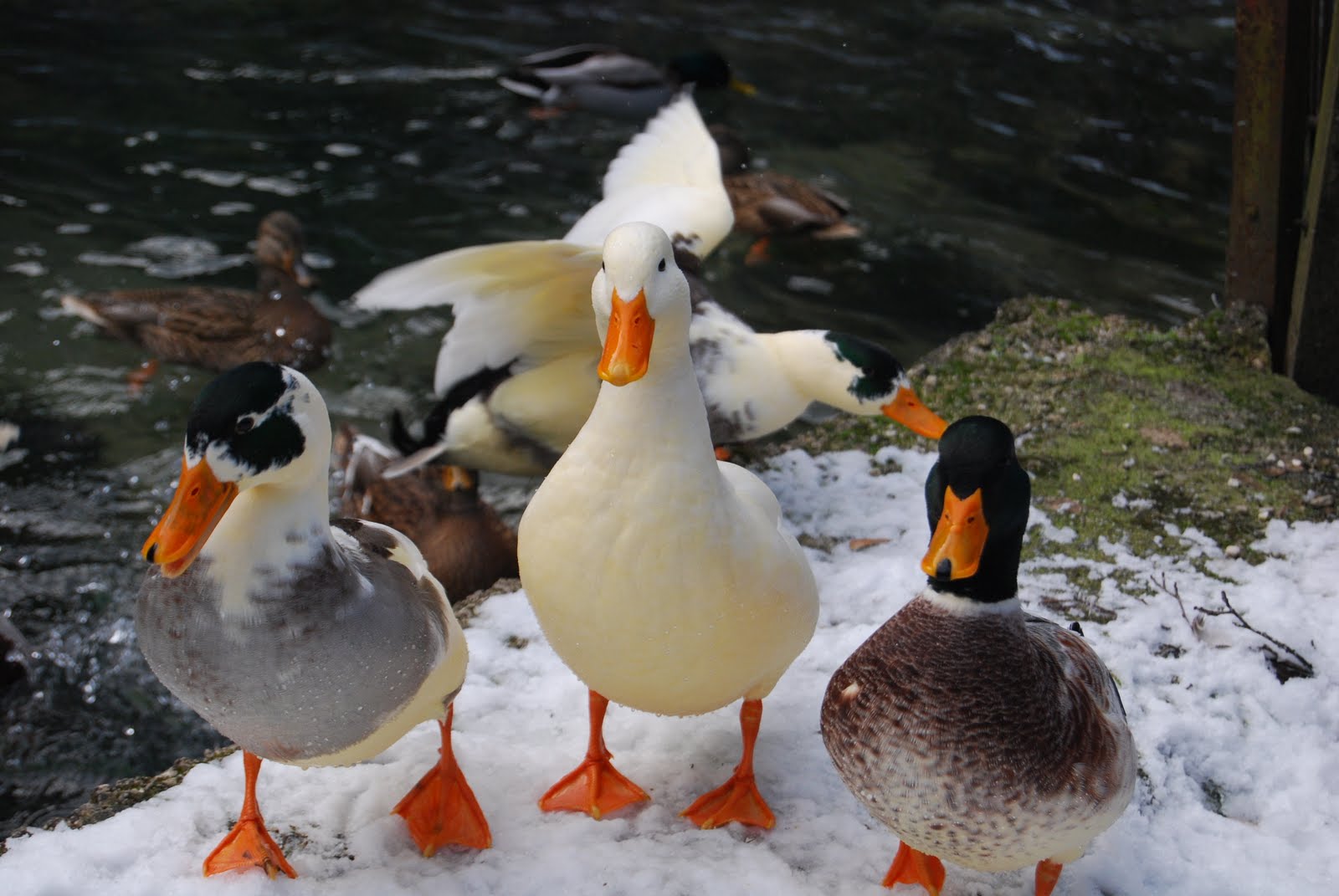 colored garden: New series of duck’s photos