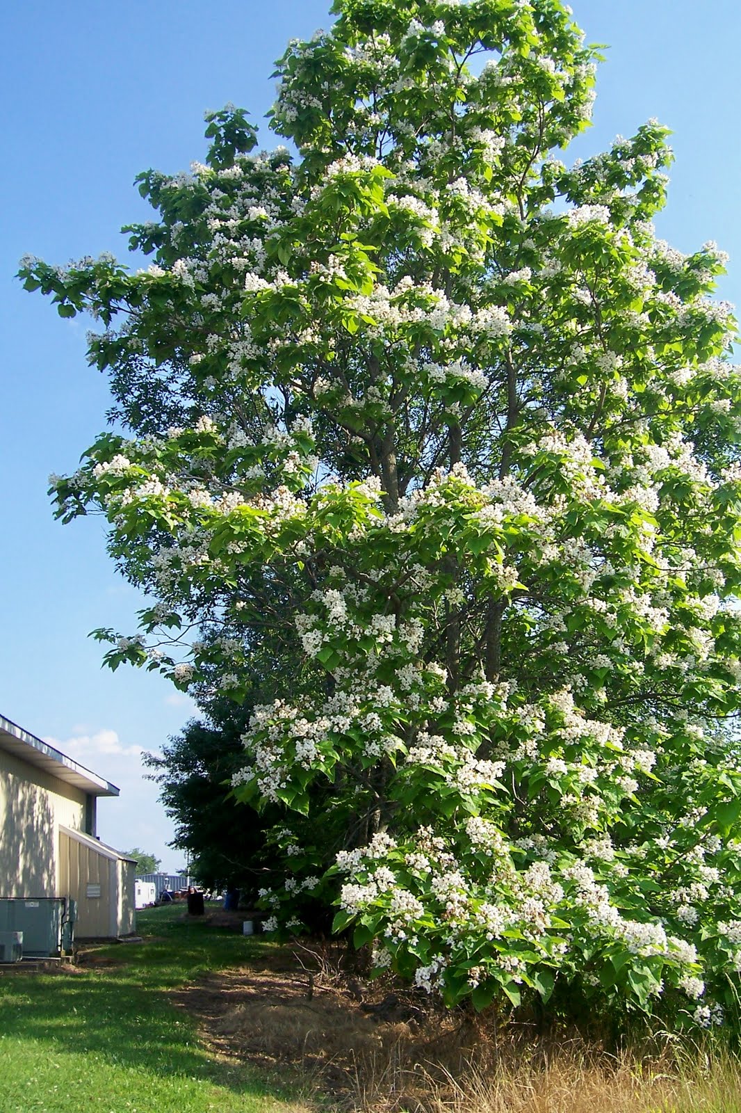 Thoughts From The Porch Swing: Beauty in nature...