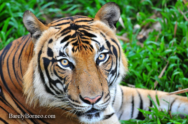 Sabah, Malaysia, Borneo: Lok Kawi Wildlife Park, Kota Kinabalu, Sabah ...