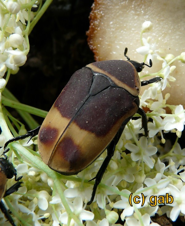 Gab's beetles: Pachnoda