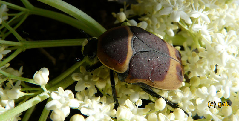 Gab's beetles: Pachnoda