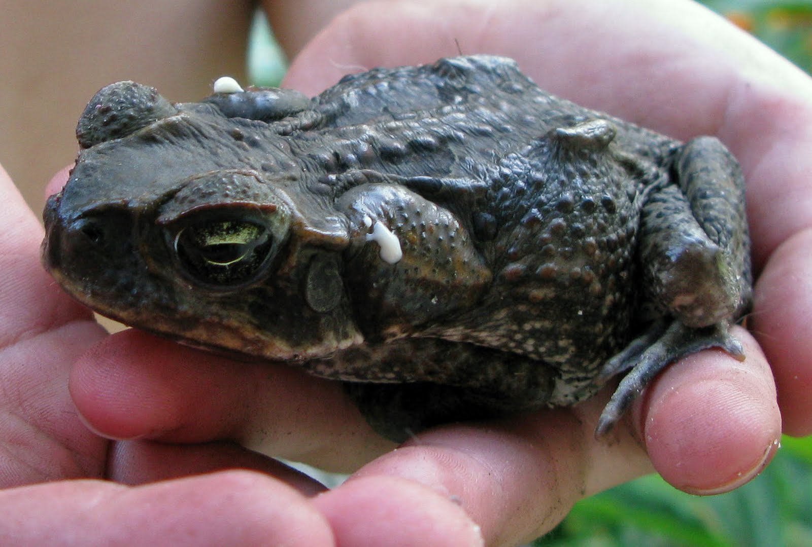 Sebastiao The Explorer: Toad-O-woad-A