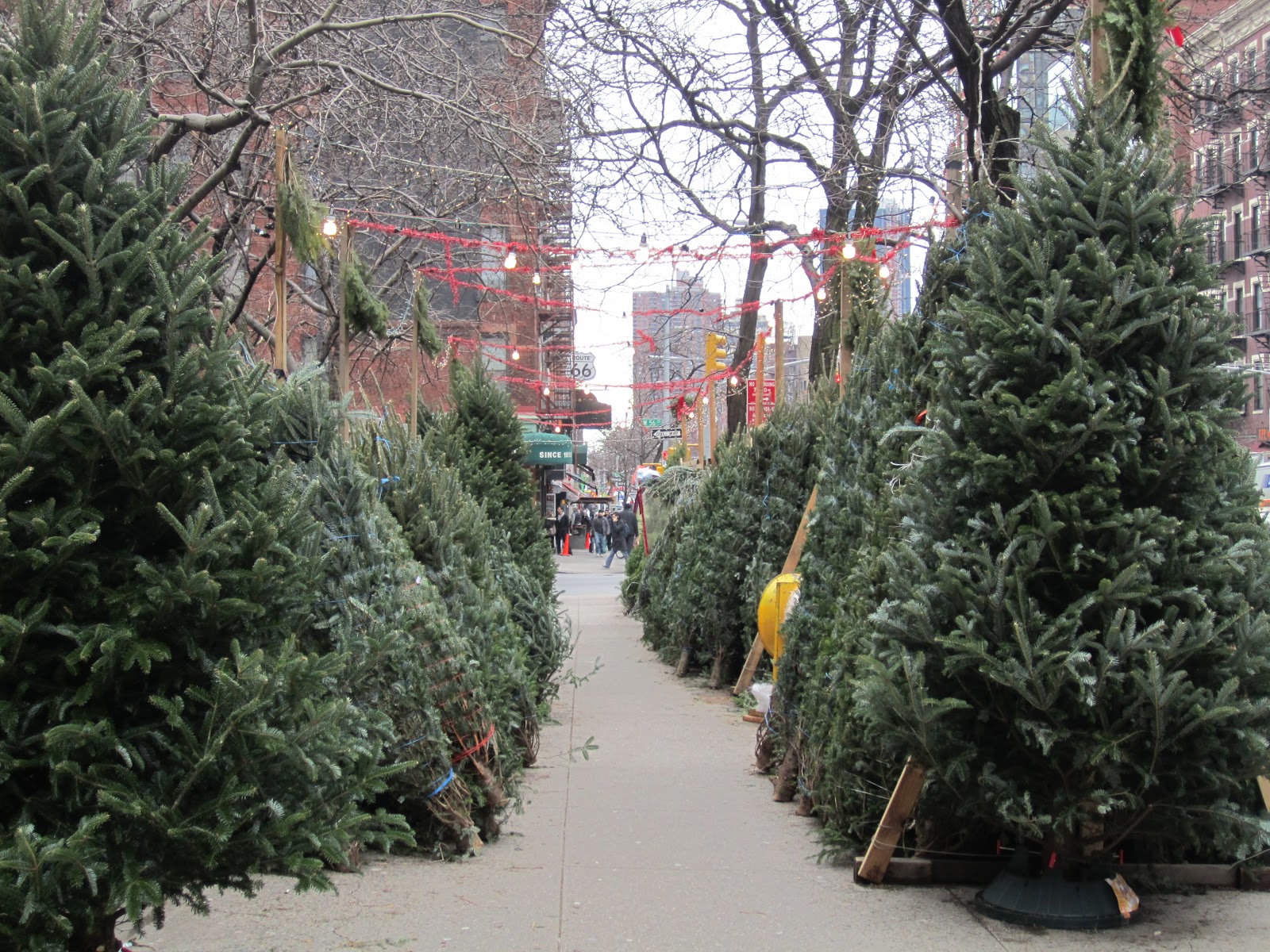 The Urban Upstater: Tree, Glorious Tree!