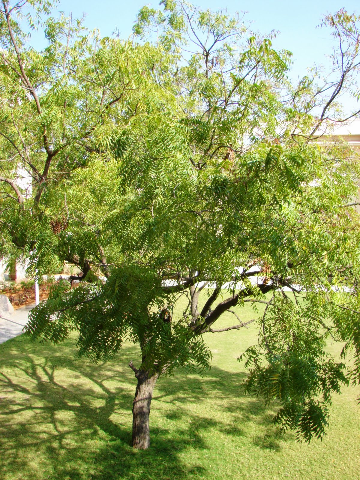 Inde Tradition - Ayurvéda à Nantes: Le Margousier : une pharmacie dans ...