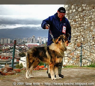 Sarplaninec (Sarplaninac): Macedonian Shepherd Dog - Biceps Brachii ...