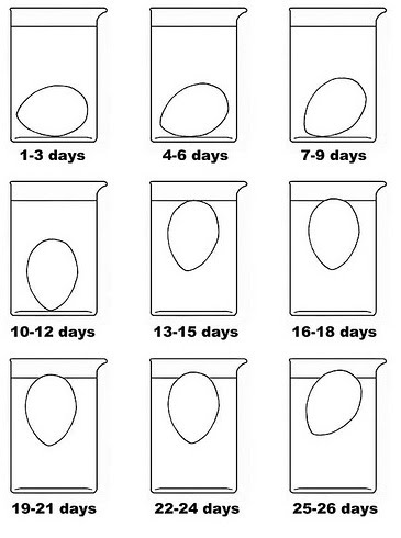 Wondering 4 All: Egg Test!!!!!