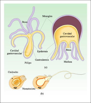 Bios: Phylum Coelenterata