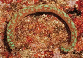 Bios: Phylum Mollusca