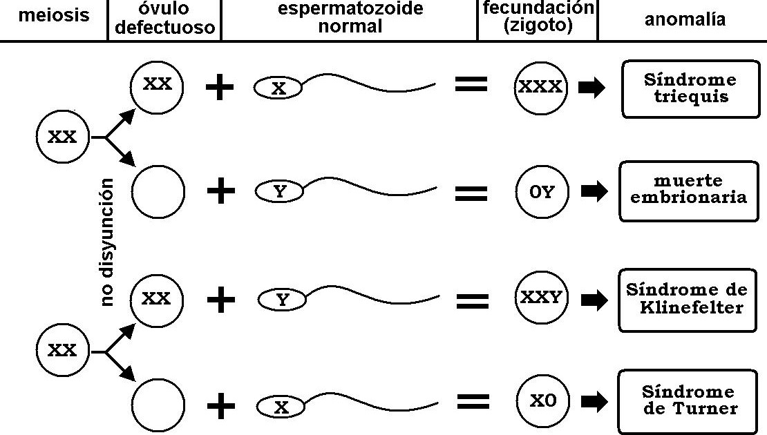 bios: Trisomías y Monosomías