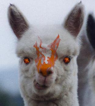 k-wallblog: Fire breathing alpaca of the Apocalypse