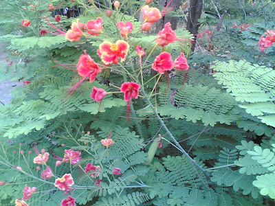 ALAVERDE 33: Caballero plant are sometimes called Thailand plant in ...