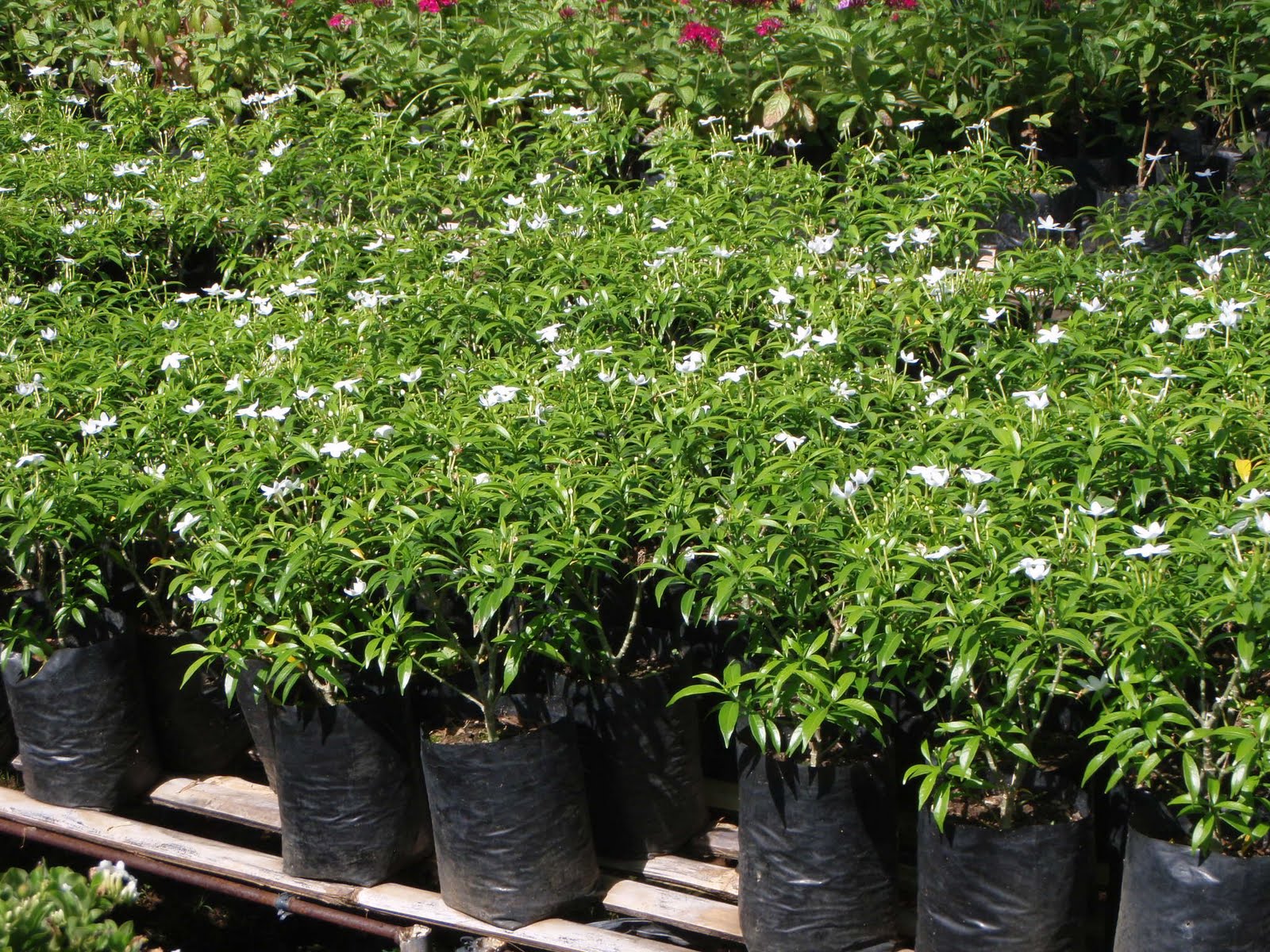 ALAVERDE 33: These are the plants that I have in my garden now, take a ...