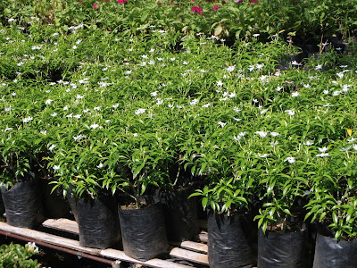 ALAVERDE 33: These are the plants that I have in my garden now, take a ...