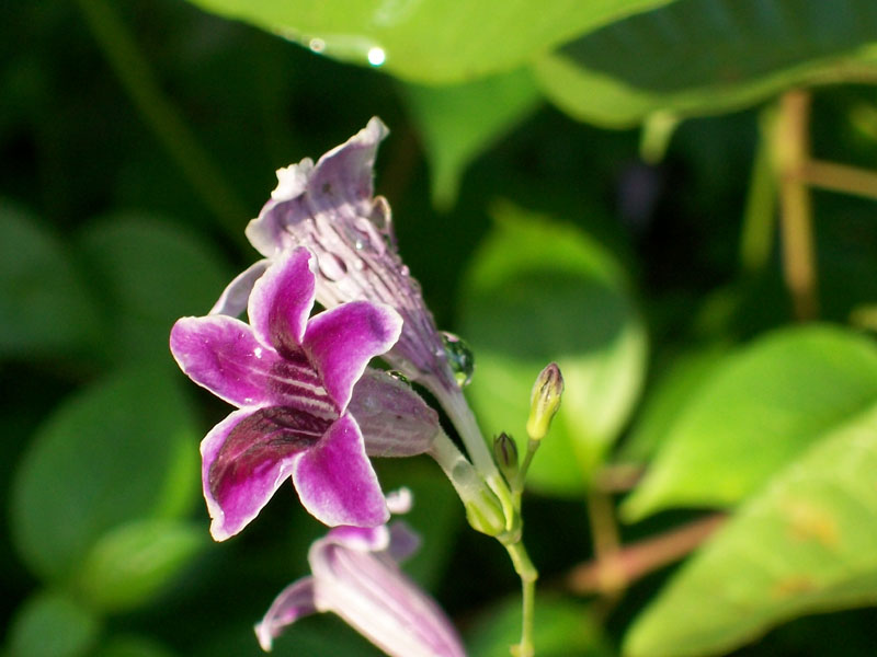 PHOTOGRAPHY: Shining Flower..