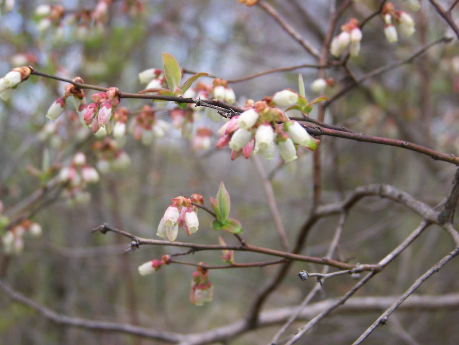 Last Teen in the Woods: The smell of spring