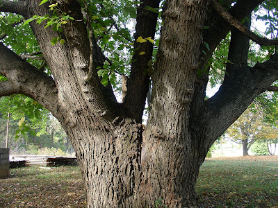 Pc3Moore: japanese mulberry tree