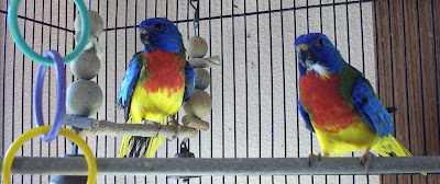 The Splendid Bourke Bird Blog: Splendid Scarlet-chested Parakeets