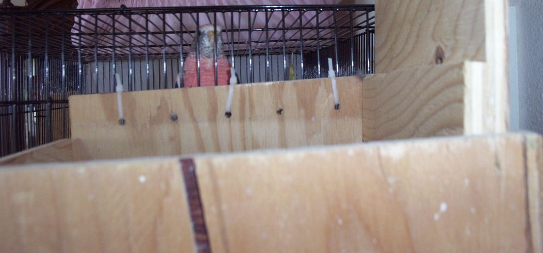 The Splendid Bourke Bird Blog: A Design for Building Parakeet Nest Boxes