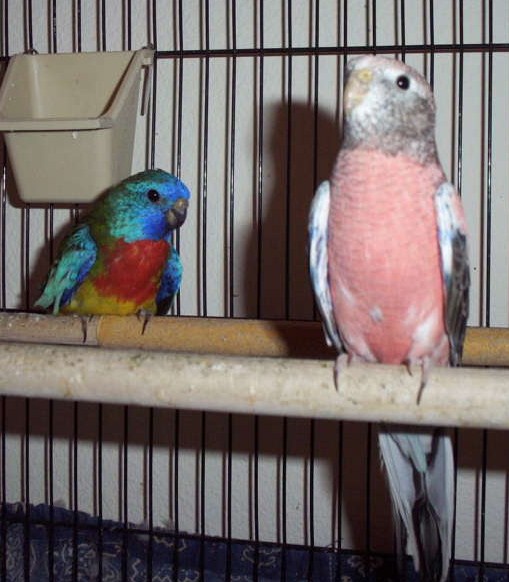 The Splendid Bourke Bird Blog: Pink Birds! Red Birds! All Kinds of ...