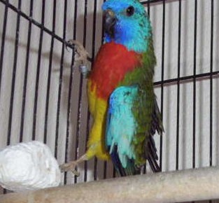 The Splendid Bourke Bird Blog: Splendid Parakeet Portraits, Scarlet ...