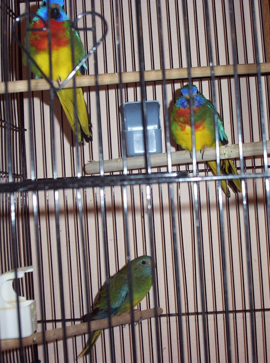 The Splendid Bourke Bird Blog: Splendid Parakeet Portraits, Scarlet ...