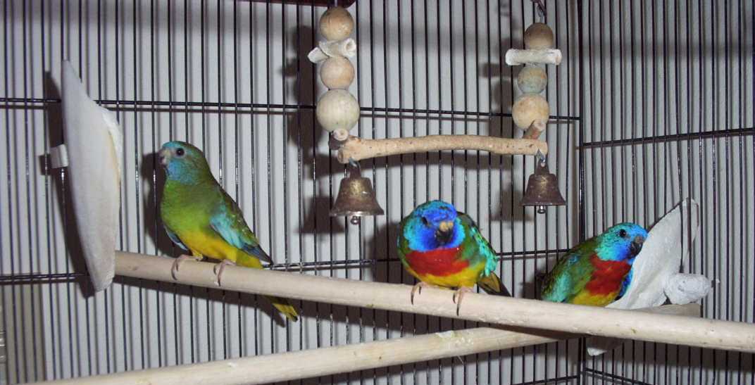 The Splendid Bourke Bird Blog: Splendid Scarlet-chested Parakeets and ...