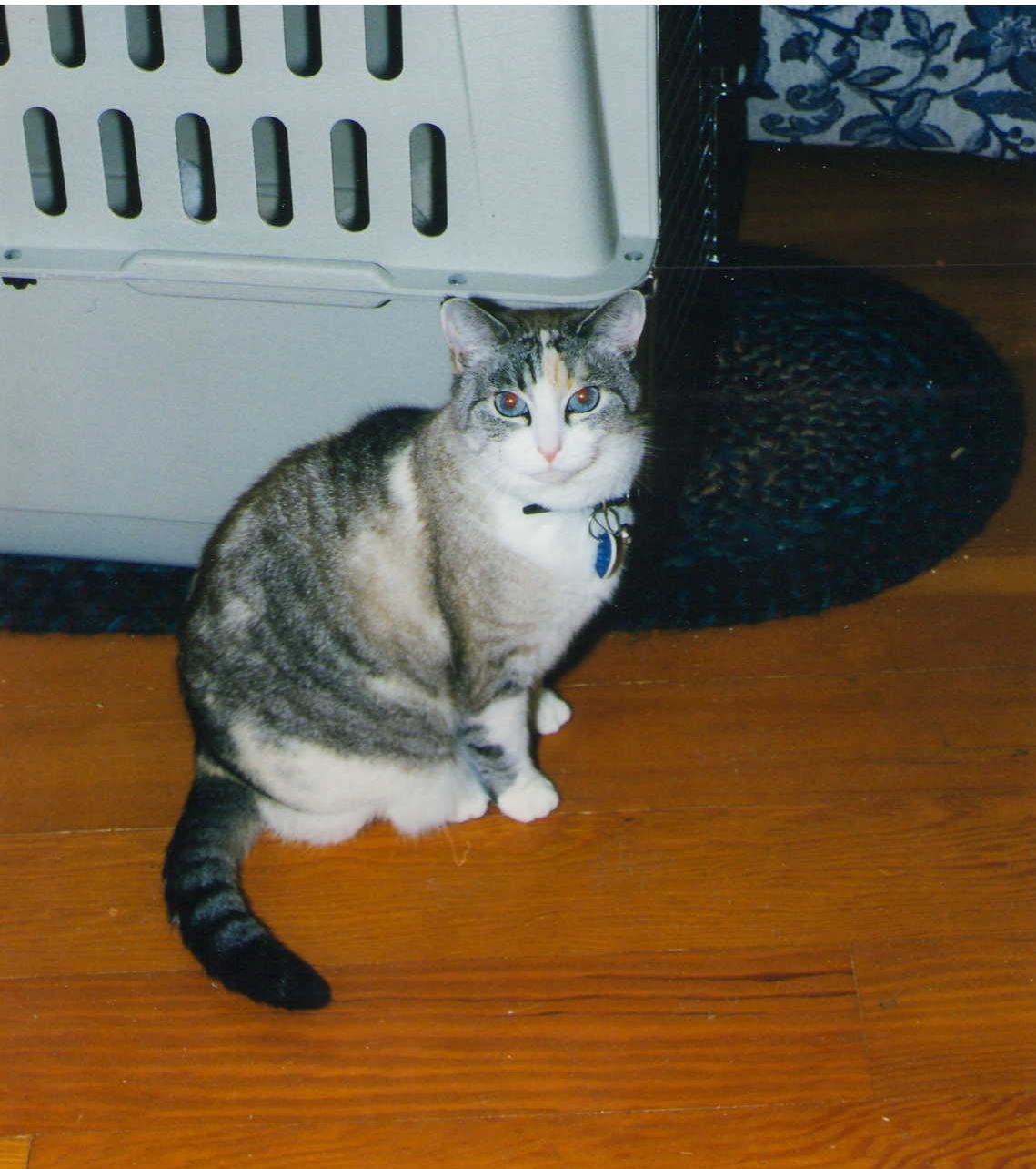 The Splendid Bourke Bird Blog: CATS WITH BIRDS ... IT CAN WORK ... CAT ...