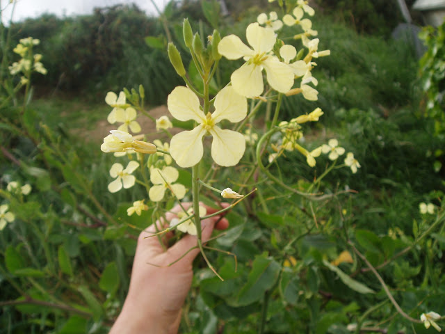 Wild Picnic: Wild radish (Raphanus raphanistrum ssp.)