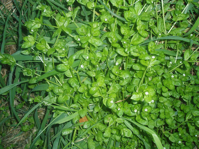 Wild Picnic: Chickweed (Stellaria media)