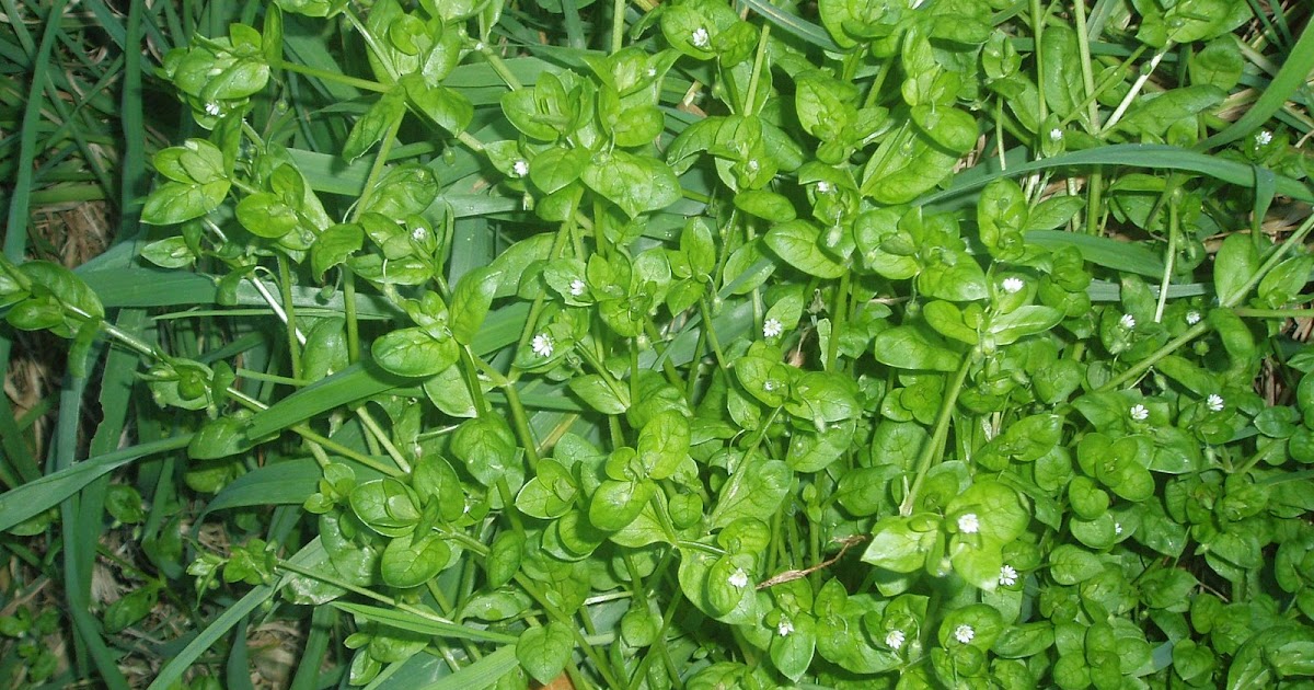 Wild Picnic: Chickweed (Stellaria media)