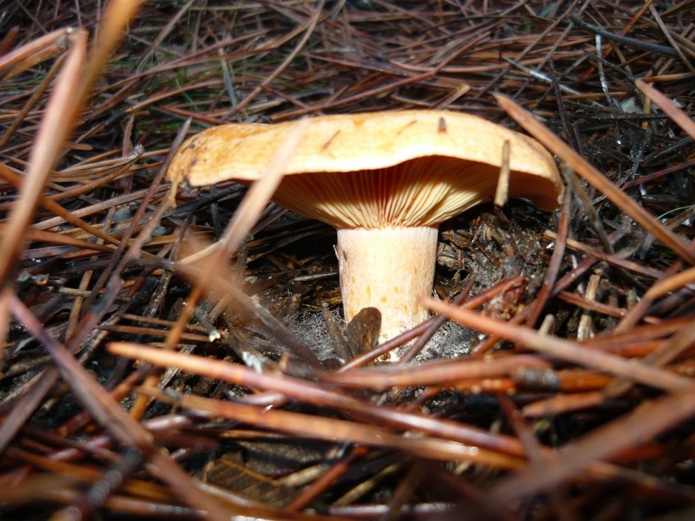 sport-nature11: *Automne et champignons.