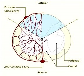 Bell's palsy: Blood supply of the spinal cord