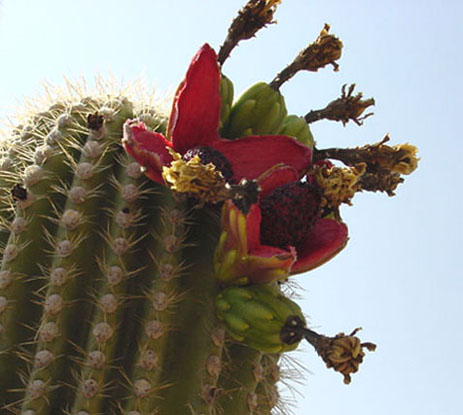 Tucson Daily Happenings: The Saguaro Cactus Flower is the State Flower ...