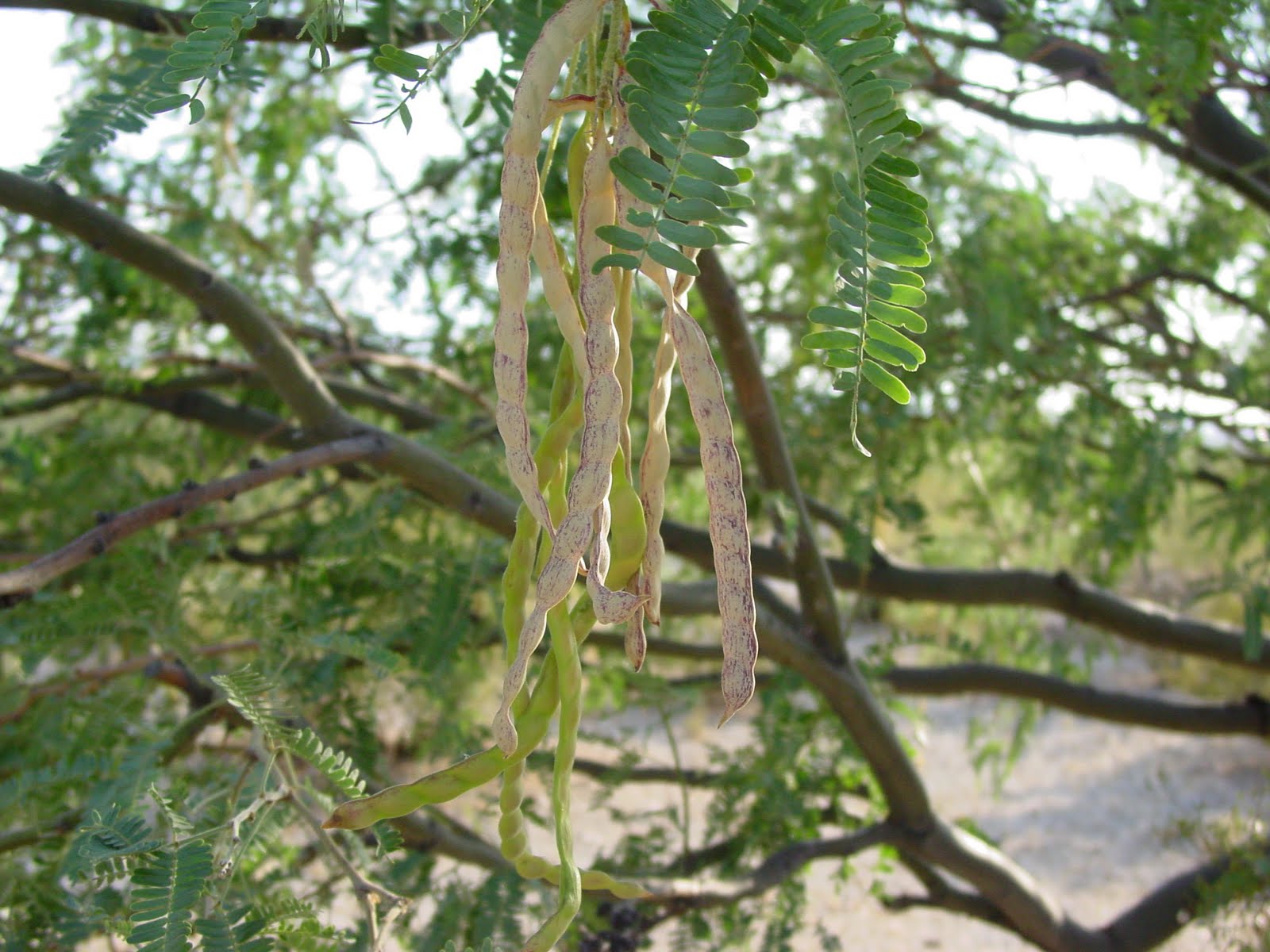 Tucson Daily Happenings: "The many goodies of the Arizona Mesquite Tree"
