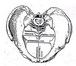 Teknik Radiografi Pelvimetri - [DOCX Document]