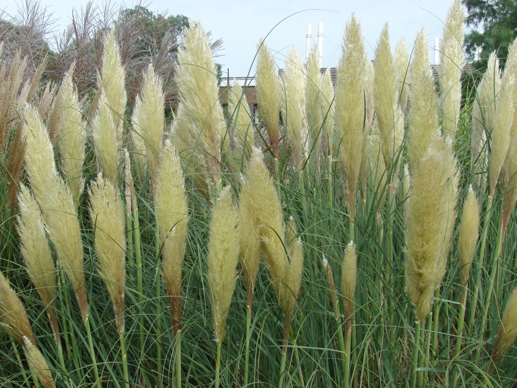 Paisajismo, pueblos y jardines: EL JARDÍN DE GRAMÍNEAS (FAMILIA POACEAE ...