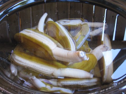 Northwest Podcast: Cleaning a Razor Clam