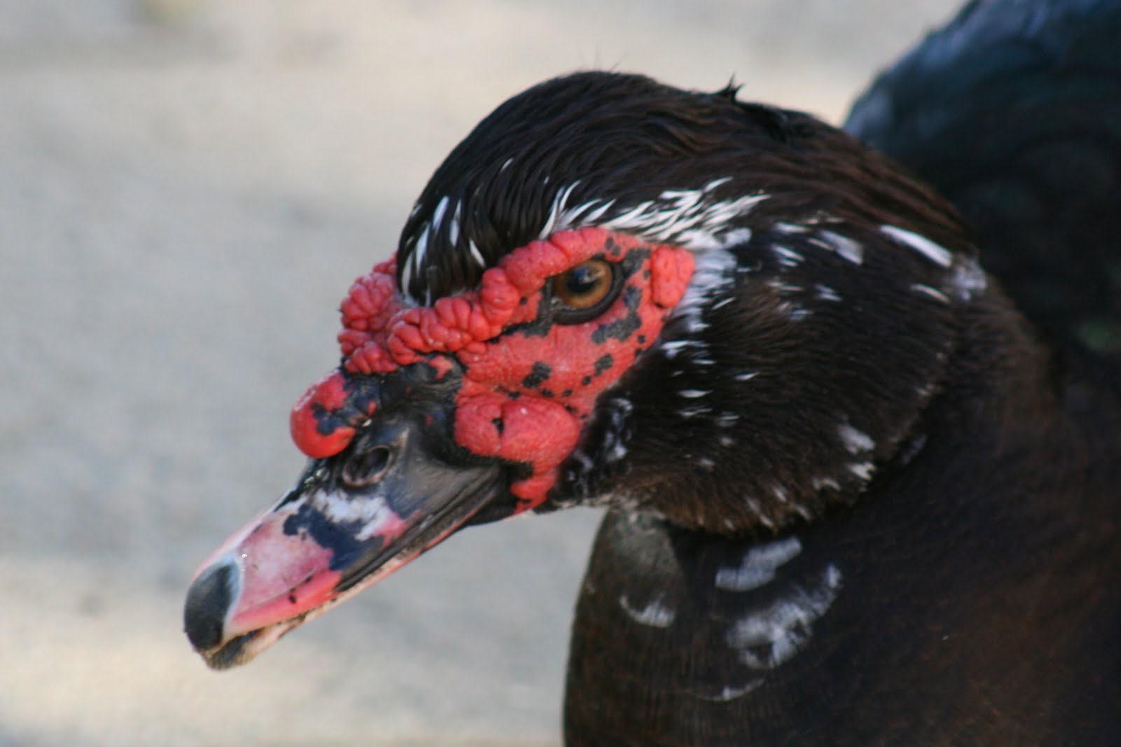 Pajaricos de Murcia: Cairina moschata - Pato criollo (3)
