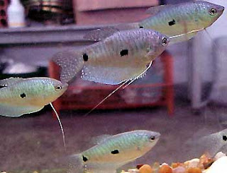 Peixes Ornamentais: Tricogaster