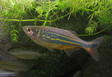 Peixes Ornamentais: Dânio ou Devario malabaricus