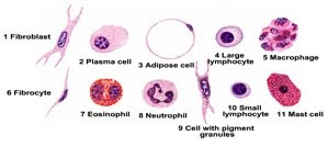 WWAMI Histology: CT Proper